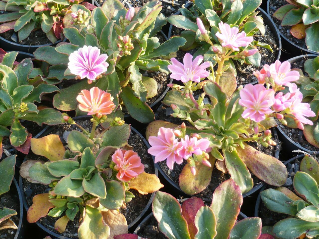 Levisie 'Little Peach' - Lewisia x longipetala 'Little Peach ...