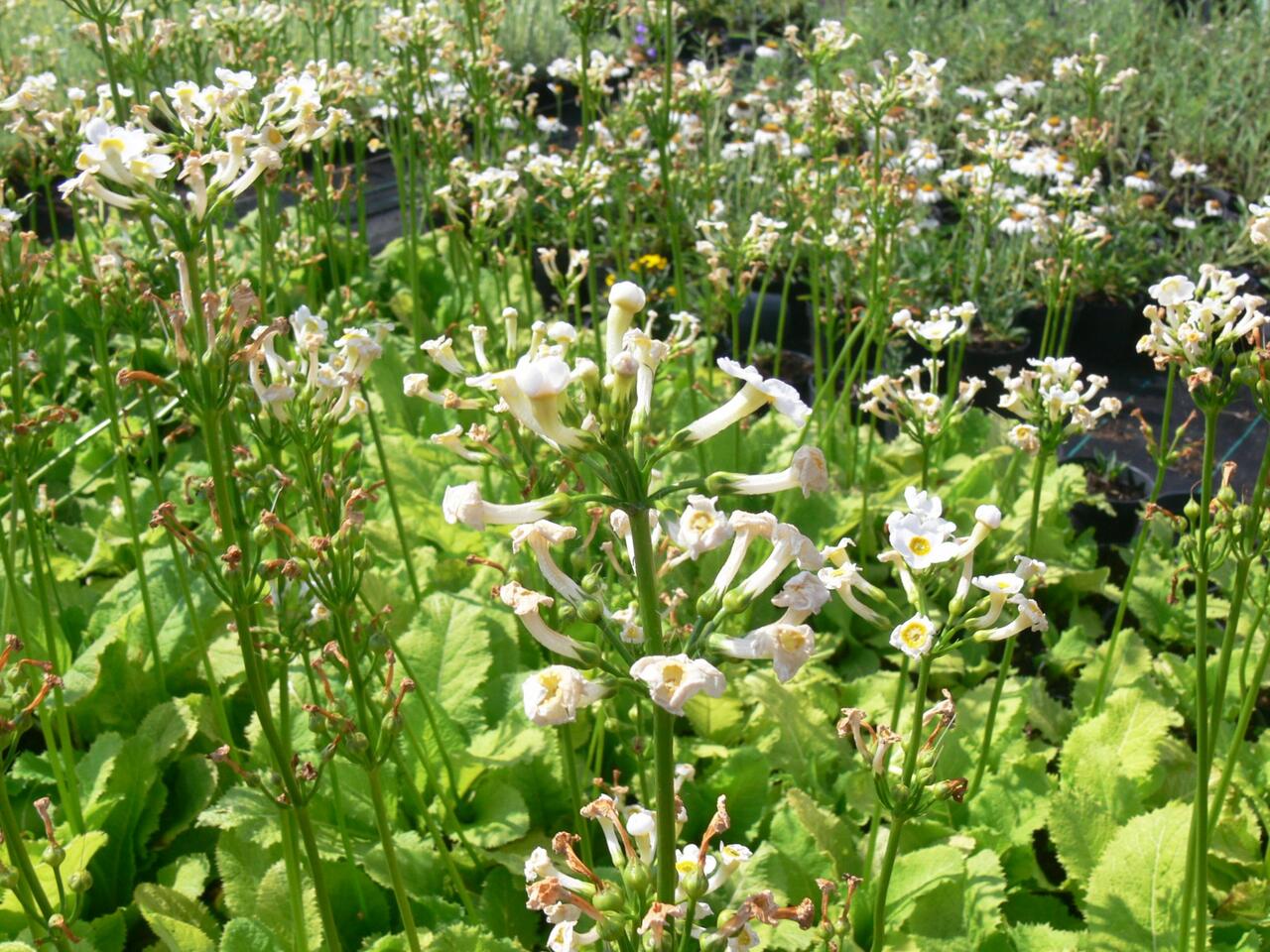 Prvosenka japonská 'Alba' - Primula japonica 'Alba' | Zahradnictví FLOS