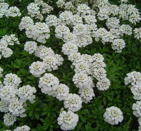 Rdesno hlavaté 'Caramel Candy' - Polygonum capitatum 'Caramel Candy ...
