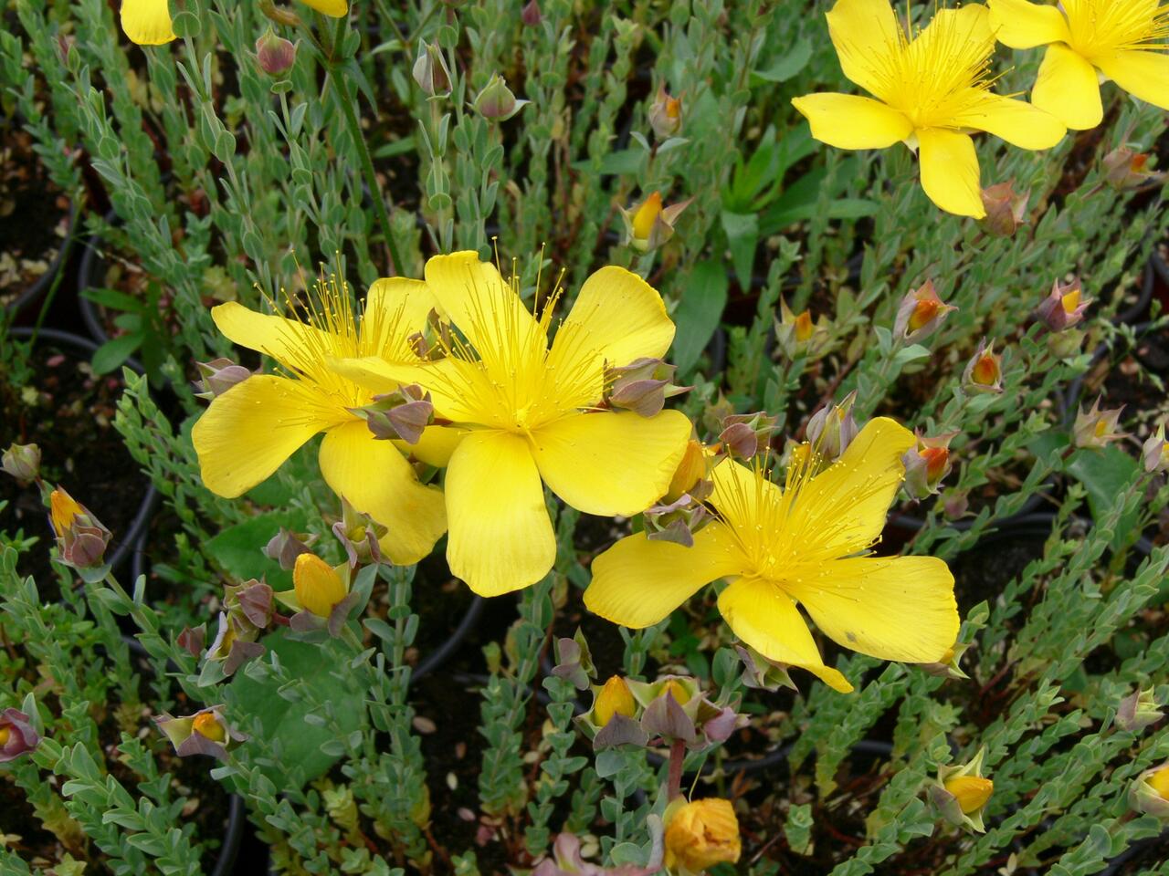 Třezalka malolistá 'Grandiflorum' - Hypericum polyphyllum 'Grandiflorum ...