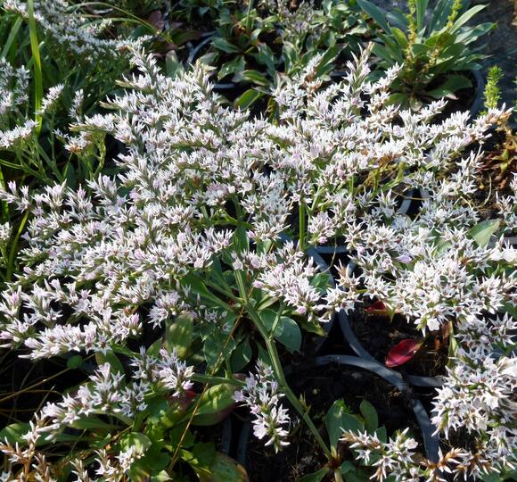 Statice | Zahradnictví FLOS