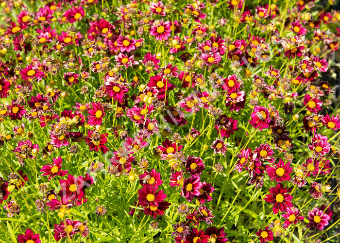 Krásnoočko 'Mercury Rising' - Coreopsis 'Mercury Rising' | Zahradnictví ...