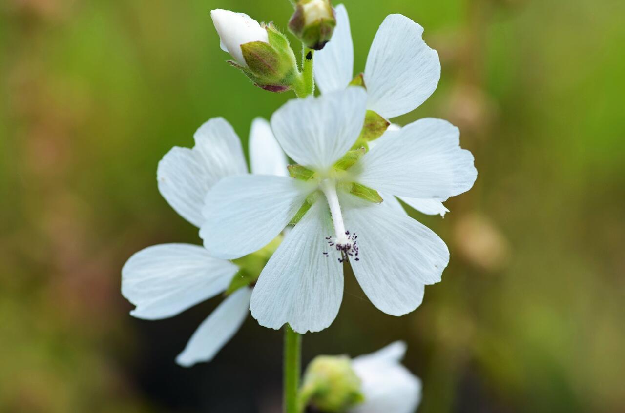 Slézovník - Sidalcea candida | Zahradnictví FLOS