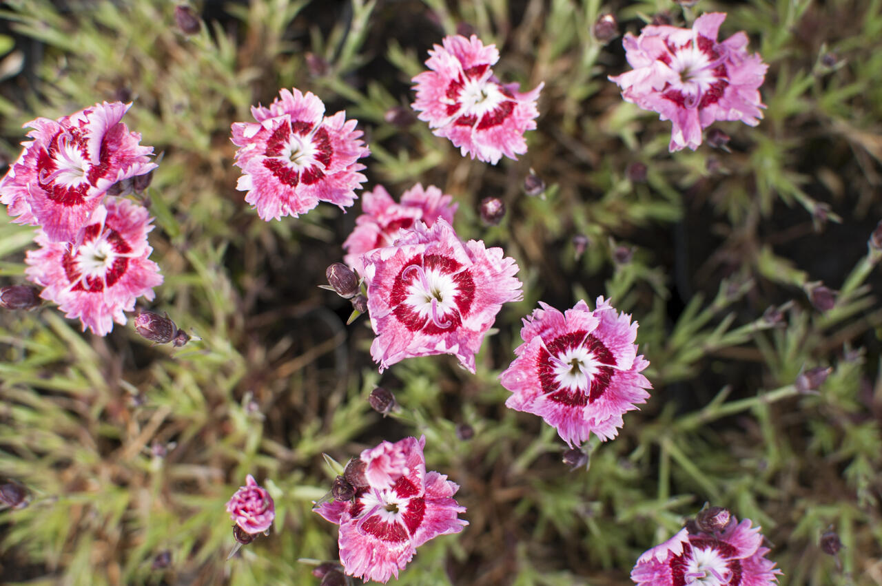 Hvozdík péřitý 'Dixie Rose Picotee' - Dianthus plumarius 'Dixie Rose ...
