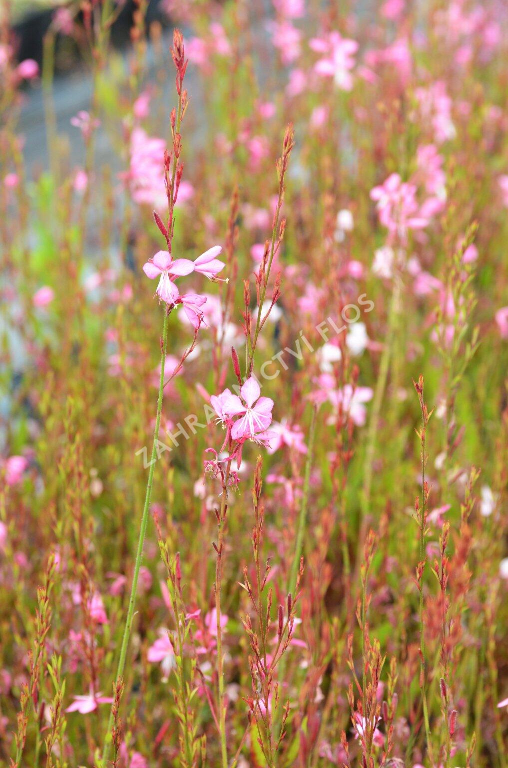 Svíčkovec 'Geyser Pink' - Gaura lindheimeri 'Geyser Pink ...