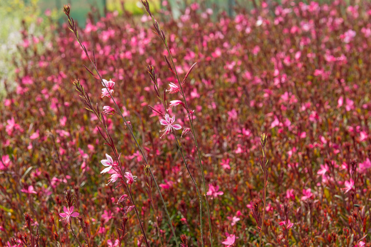 Svíčkovec 'Gambit Rose' - Gaura lindheimeri 'Gambit Rose ...