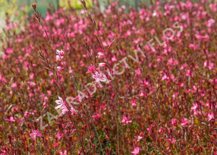 Svíčkovec 'Gambit Rose' - Gaura lindheimeri 'Gambit Rose ...