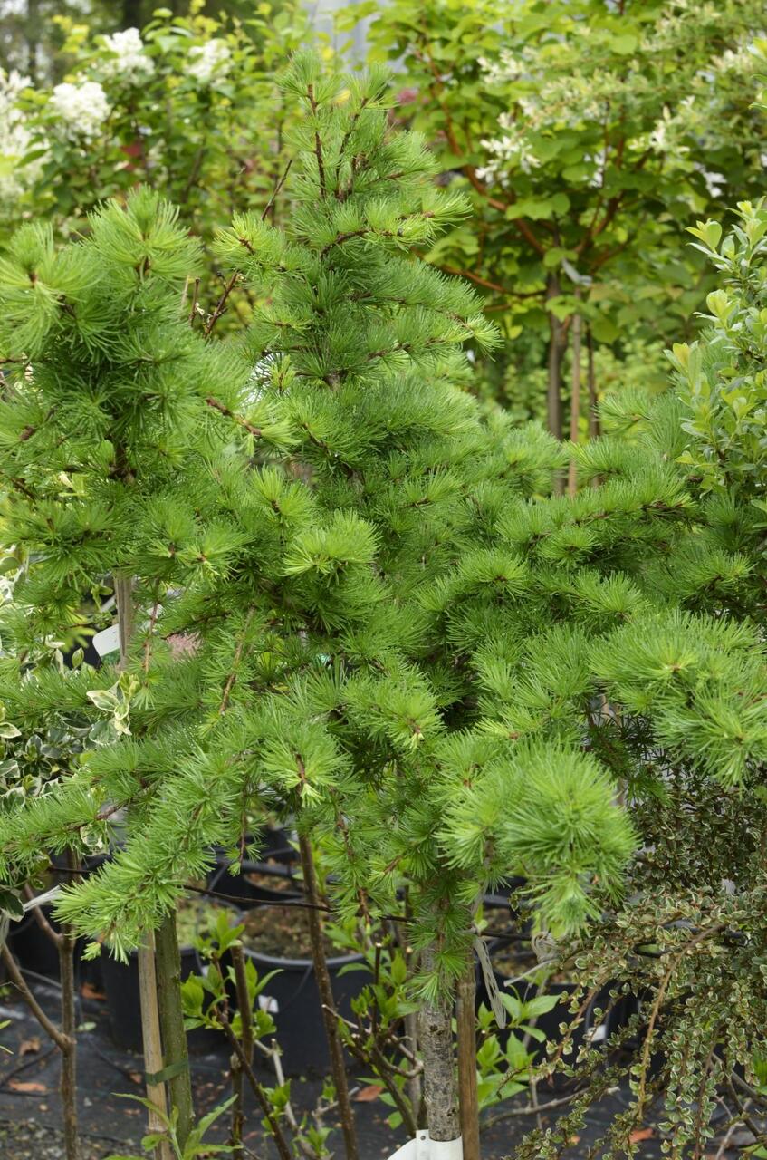 Modřín opadavý 'Little Bogle' - Larix decidua 'Little Bogle ...