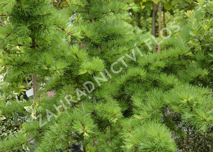 Modřín opadavý 'Little Bogle' - Larix decidua 'Little Bogle ...