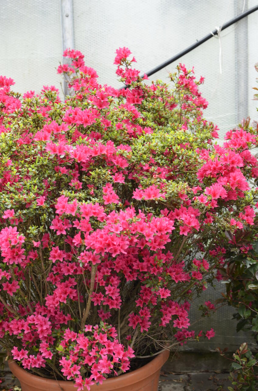 Azalka japonská - Azalea japonica | Zahradnictví FLOS