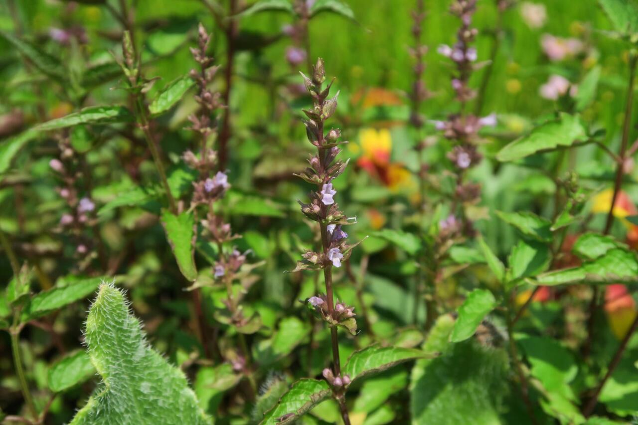 Agastache svraskalá 'After Eight' - Agastache rugosa 'After Eight ...