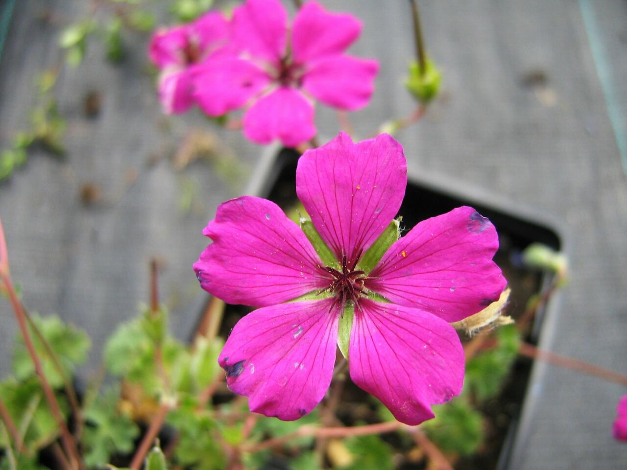 Kakost sivý 'Signal' - Geranium cinereum 'Signal' | Zahradnictví FLOS