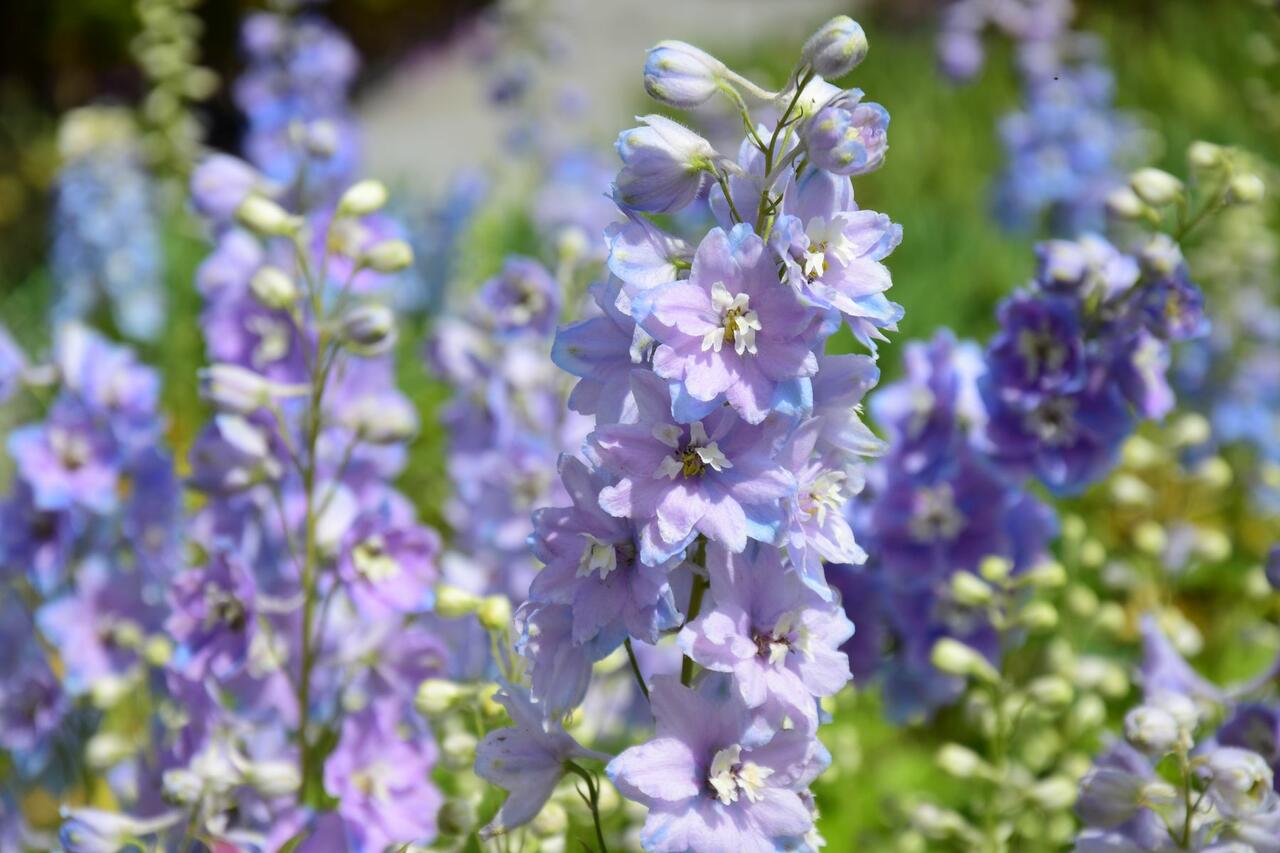 Ostrožka 'Cameliard' - Delphinium Pacific 'Cameliard' | Zahradnictví FLOS