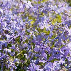 Plamenka | Zahradnictví FLOS