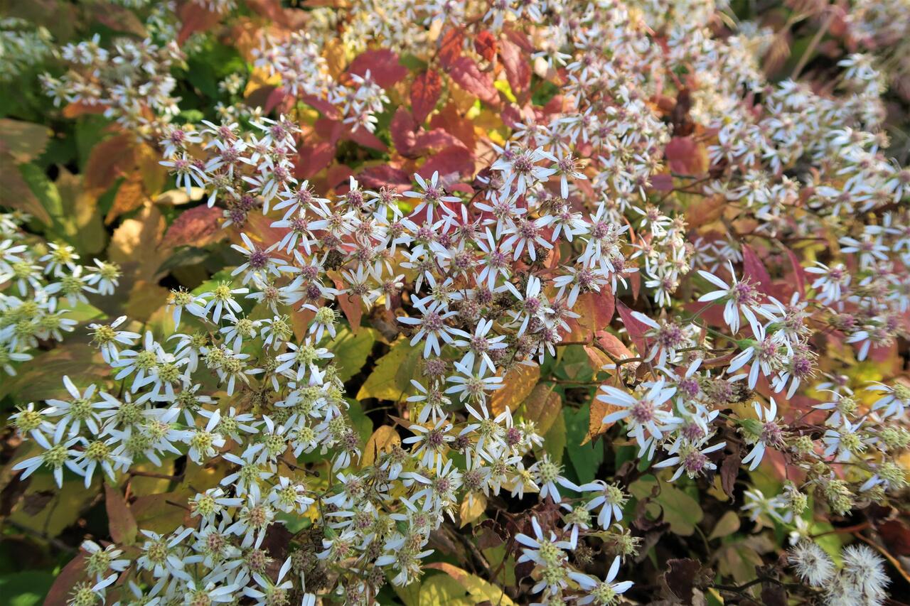 Hvězdnice 'Tradescant' - Aster divaricatus 'Tradescant' | Zahradnictví FLOS