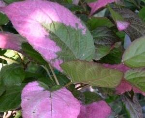 Popínavé rostliny | Zahradnictví FLOS