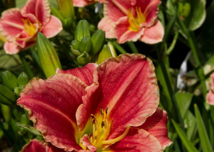 Denivka 'Little Anna Rosa' - Hemerocallis 'Little Anna Rosa ...