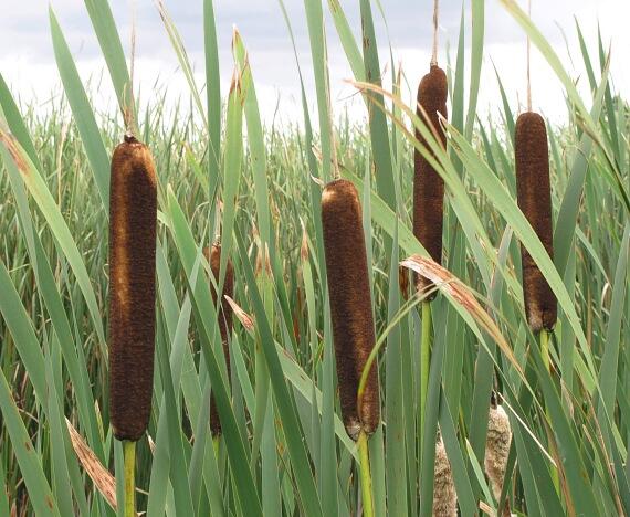 Orobinec širokolistý - Typha latifolia | Zahradnictví FLOS