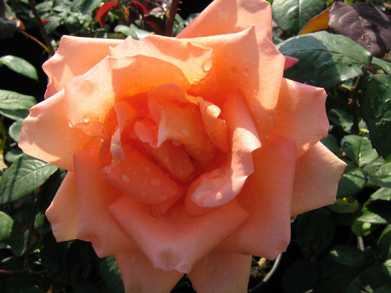 Růže velkokvětá 'Die Welt' - Rosa VK 'Die Welt' | Zahradnictví FLOS