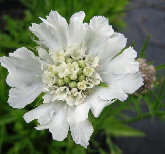 Bíle kvetoucí trvalky | Zahradnictví FLOS