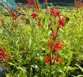 Křešina, montbrécie 'Lucifer' - Crocosmia 'Lucifer' | Zahradnictví FLOS