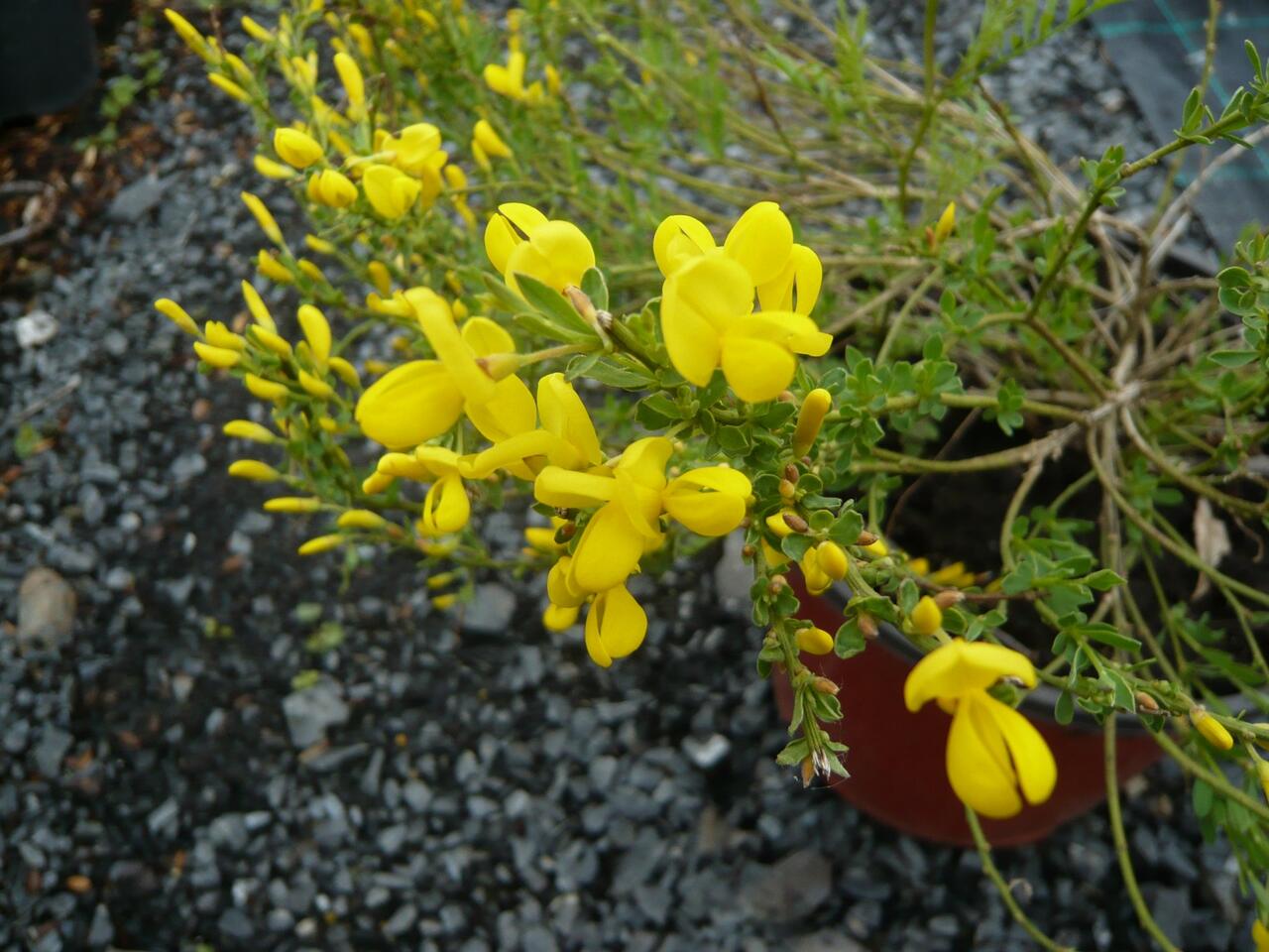 Čilimník - Cytisus beanii | Zahradnictví FLOS