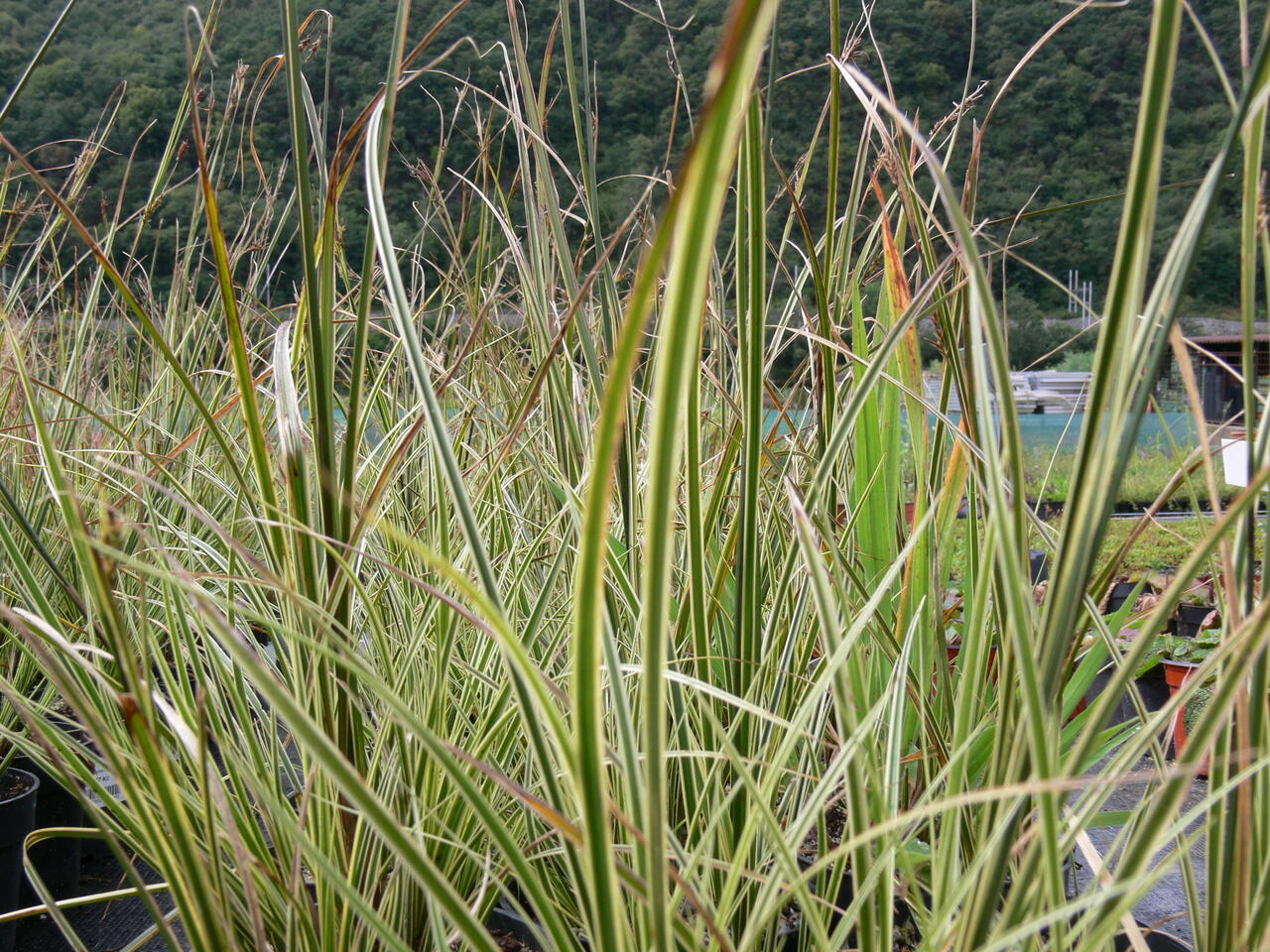 Ostřice 'Aureovariegata' - Carex brunnea 'Aureovariegata ...