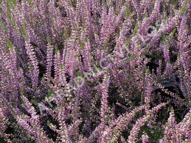 Vřes obecný 'Marleen' - Calluna vulgaris 'Marleen' | Zahradnictví FLOS