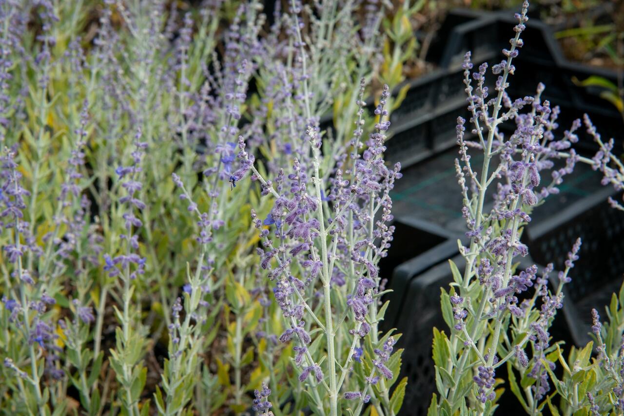 Perovskie lebedolistá 'Little Spire' - Perovskia atriplicifolia 'Little ...