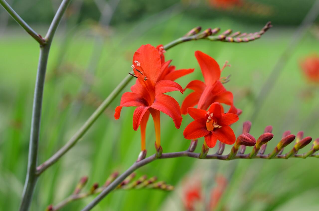 Křešina, montbrécie 'Lucifer' - Crocosmia 'Lucifer' | Zahradnictví FLOS