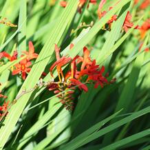 Křešina, montbrécie 'Lucifer' - Crocosmia 'Lucifer' | Zahradnictví FLOS