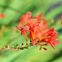 Křešina, montbrécie 'Lucifer' - Crocosmia 'Lucifer' | Zahradnictví FLOS