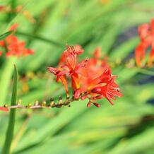 Křešina, montbrécie 'Lucifer' - Crocosmia 'Lucifer' | Zahradnictví FLOS
