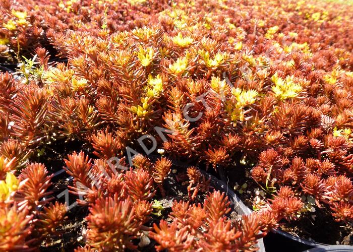 Rozchodník 'Chocolate Ball' - Sedum hakonense 'Chocolate Ball ...