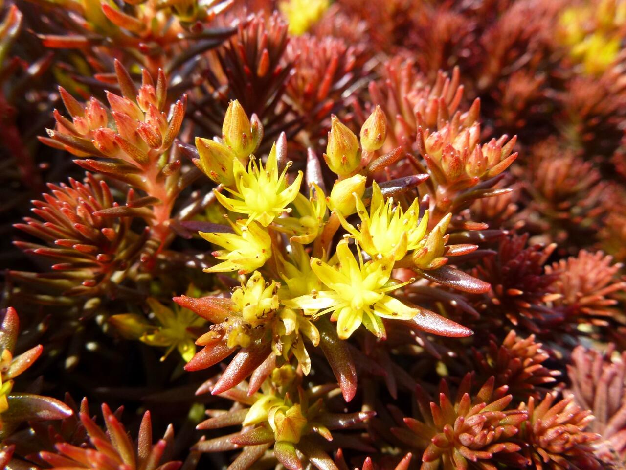 Rozchodník 'Chocolate Ball' - Sedum hakonense 'Chocolate Ball ...