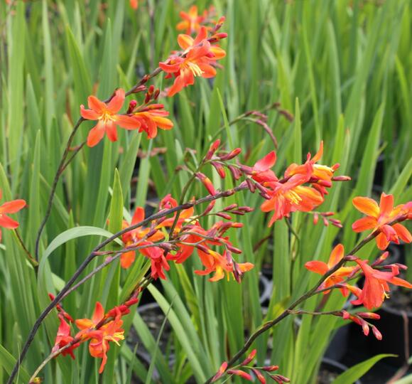 Křešina, montbrécie 'Lucifer' - Crocosmia 'Lucifer' | Zahradnictví FLOS
