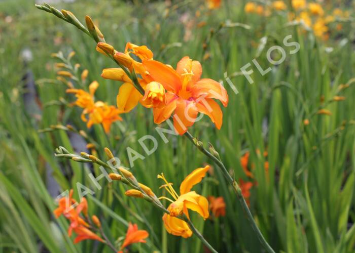 Křešina, montbrécie 'Okavango' - Crocosmia 'Okavango' | Zahradnictví FLOS