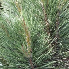 Borovice černá 'Molette' - Pinus nigra 'Molette' | Zahradnictví FLOS