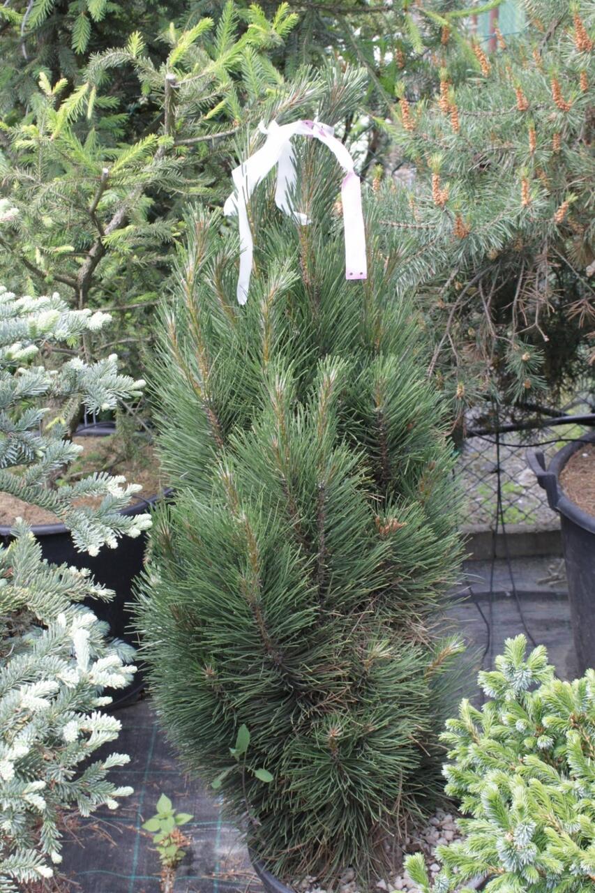 Borovice černá 'Molette' - Pinus nigra 'Molette' | Zahradnictví FLOS
