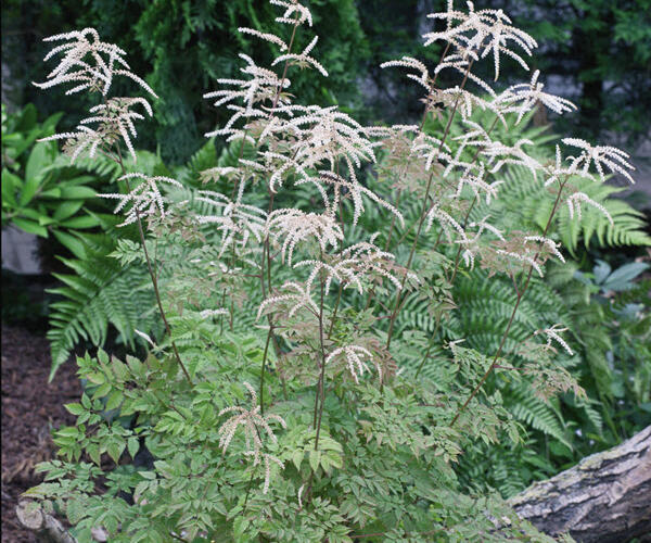 Udatna lesní 'Guinea Fowl' - Aruncus sylvestris 'Guinea Fowl ...
