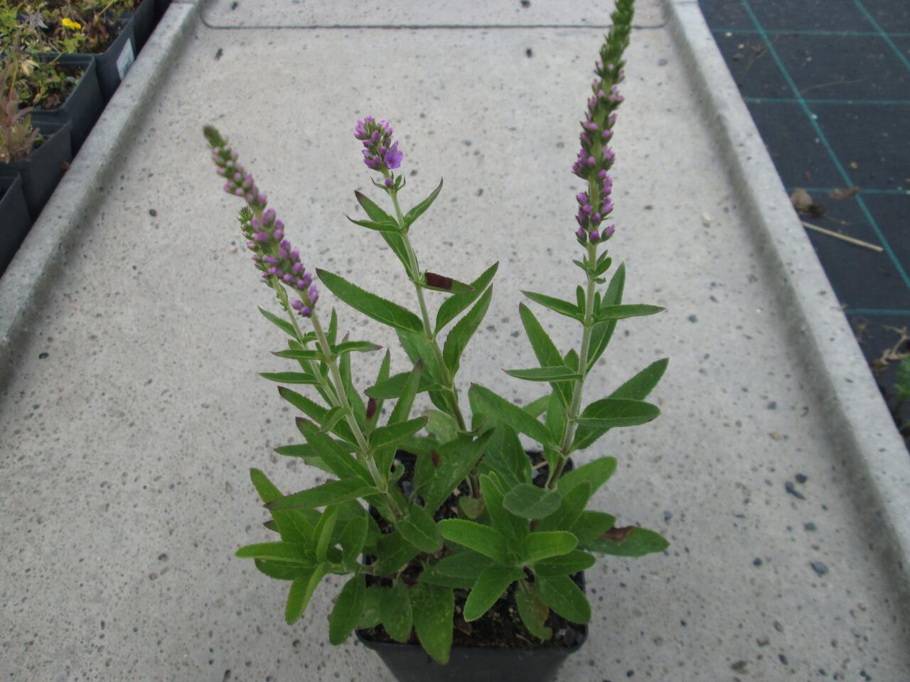 Rozrazil klasnatý 'Atomic Violet' - Veronica spicata 'Atomic Violet ...