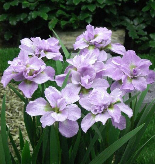 Sazenice kosatce - iris | Zahradnictví FLOS