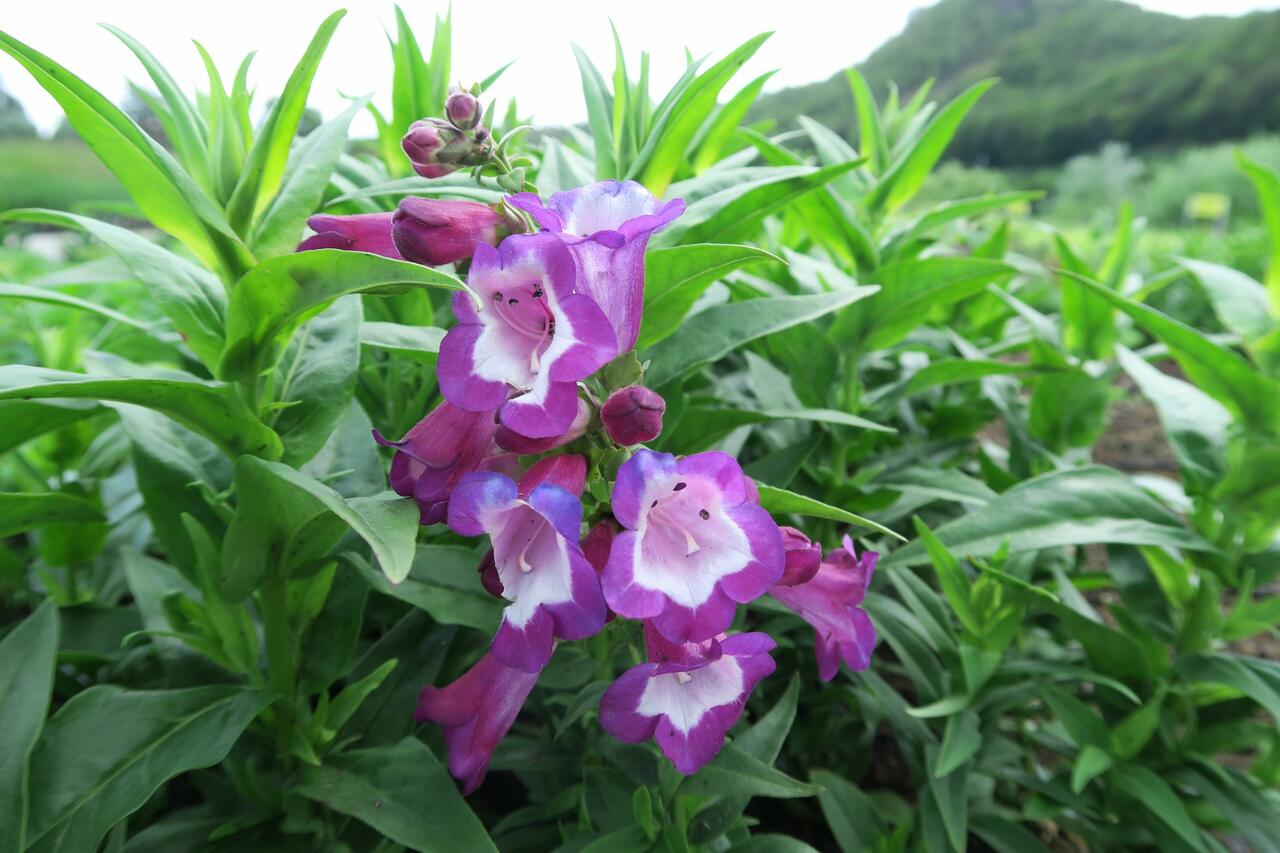 Dračík 'Phoenix Violet' - Penstemon hartwegii 'Phoenix Violet ...