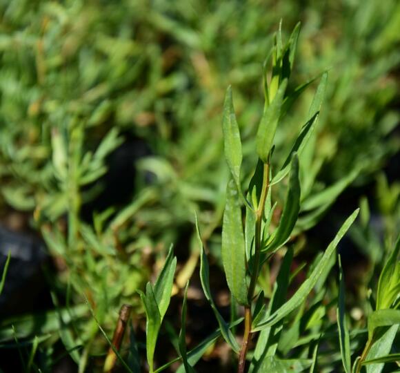 Routa vonná - Ruta graveolens | Zahradnictví FLOS