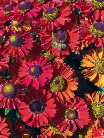 Záplevák podzimní 'Ruby Charm' - Helenium 'Ruby Charm' | Zahradnictví FLOS