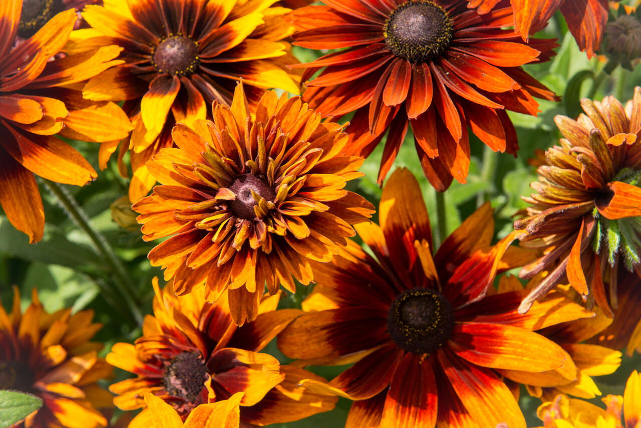 Třapatka srstnatá 'Cherokee Sunset' - Rudbeckia hirta 'Cherokee Sunset ...