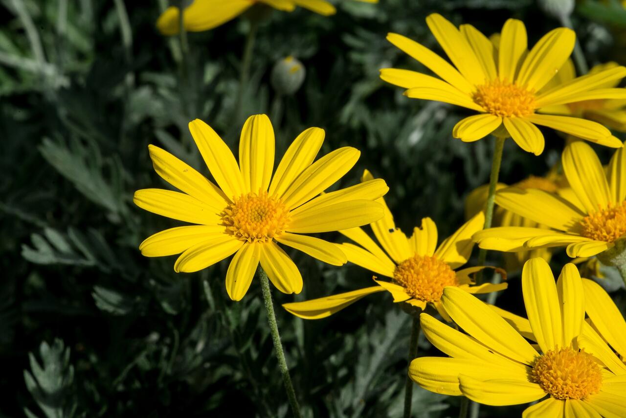 Kopretina 'Sunshine Silver' - Euryops pectinatus 'Sunshine Silver ...