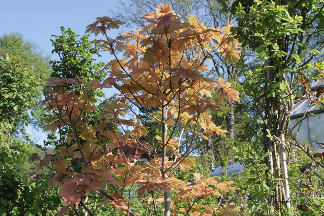 Javor klen 'Simon-Louis Freres' - Acer pseudoplatanus 'Simon-Louis ...