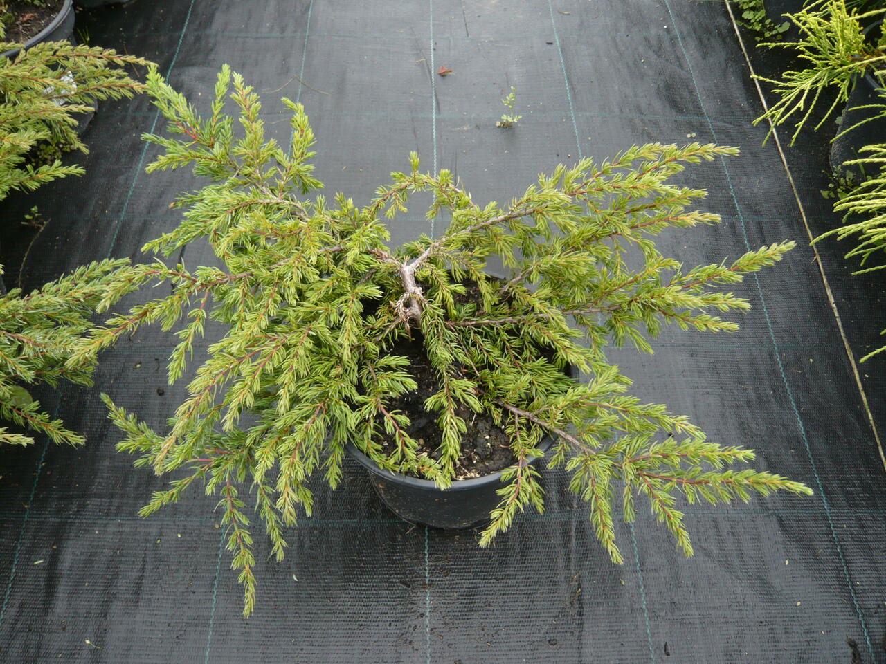 Jalovec obecný 'Repanda' - Juniperus communis 'Repanda' | Zahradnictví FLOS