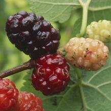 Morušovník černý - Morus nigra | Zahradnictví FLOS